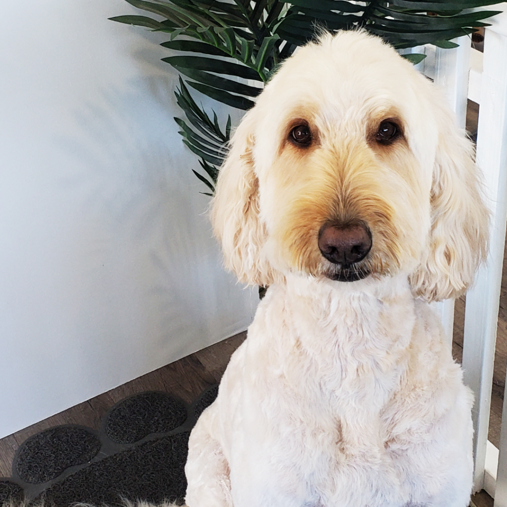 Fab Furry Clients - Park and Bark Dog Grooming